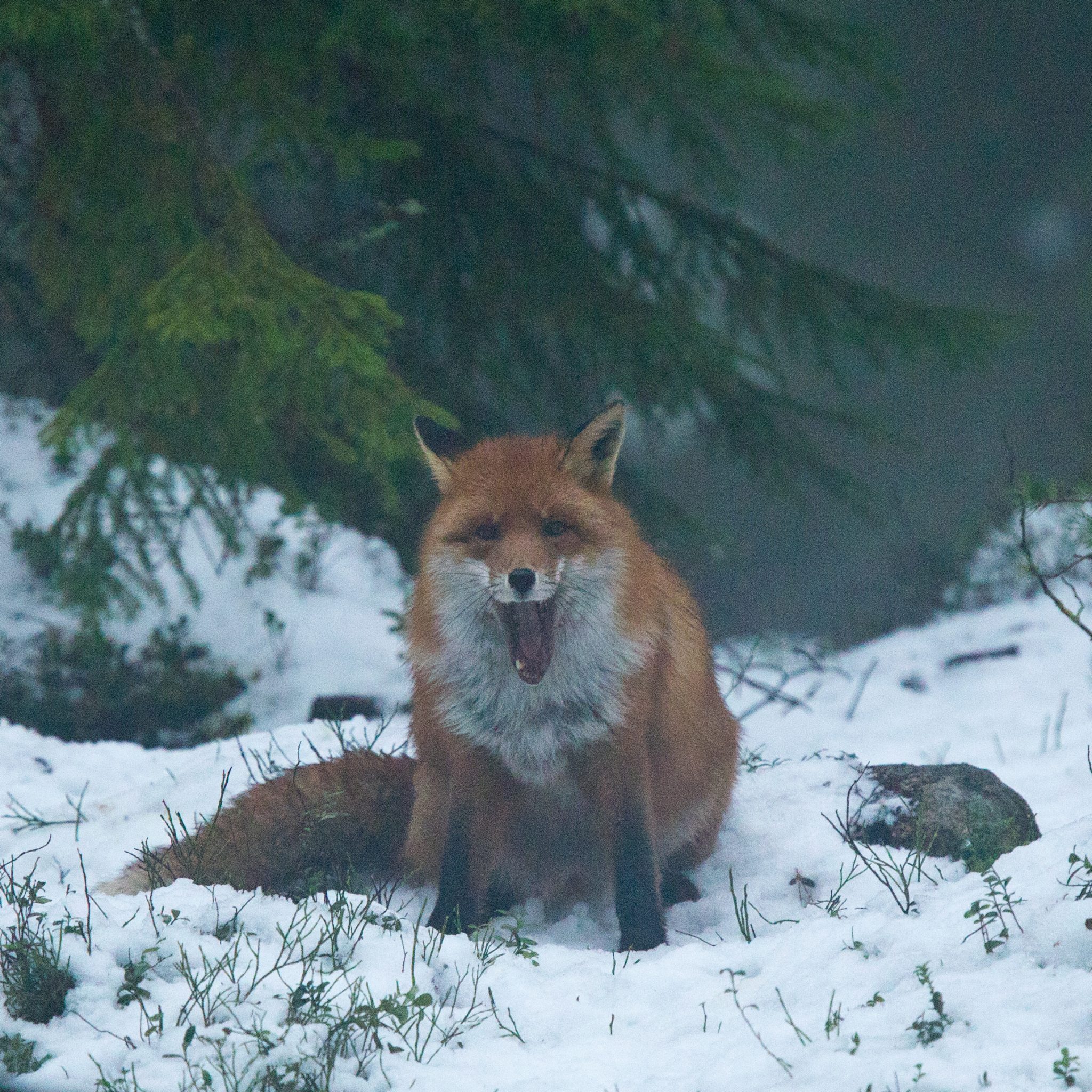 Wildlife - Wild Nordic