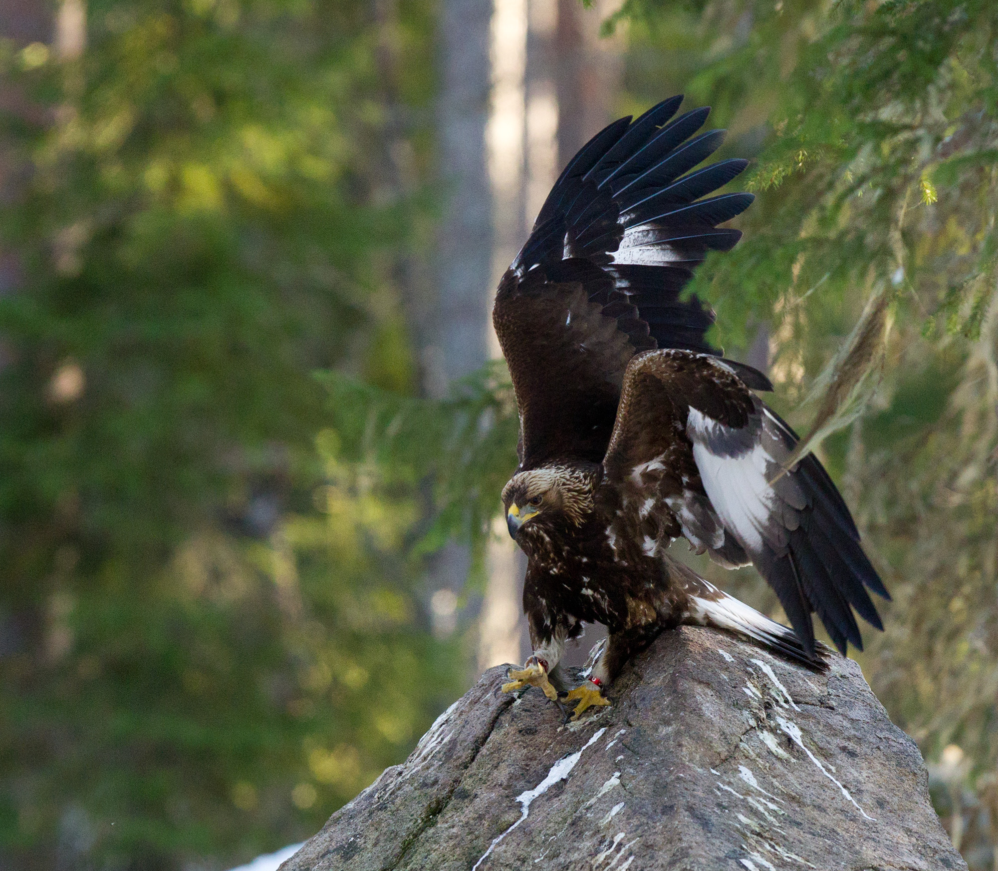 Wildlife - Wild Nordic